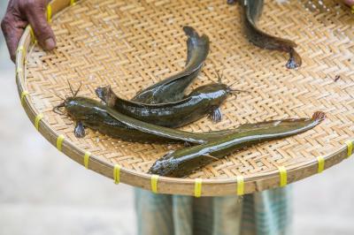 Mengenal Jenis-Jenis Lele yang Aman Dikonsumsi: Dari Lele Lokal Hingga ...